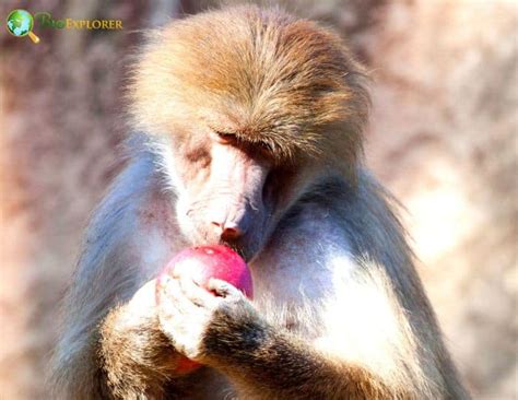Hamadryas Baboon Characteristics Papio Hamadryas Diet And Facts