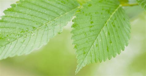 Tree Identification How To Identify Elm Tree Davey Tree