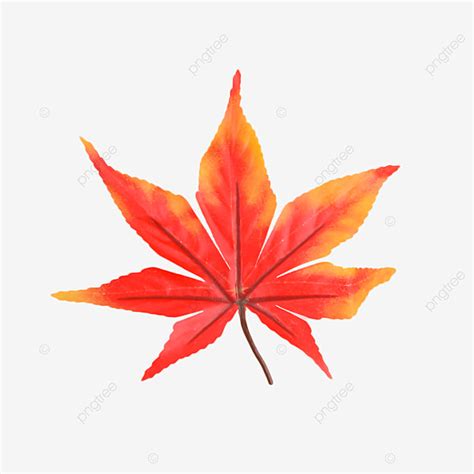메이플 리프 식물 흡수 나무 가지와 줄기 나무 식물 Png 일러스트 및 이미지 에 대한 무료 다운로드 Pngtree
