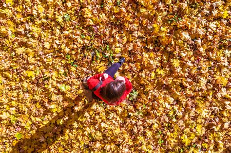 맨 위 보기입니다 단풍 나무로 덮인 가을 공원에서 배낭을 들고 걷는 빨간 스웨터를 입은 아름다운 젊은 여성 공중 무인 항공기 보기 인도 여름 가을에 대한 스톡 사진 및 기타