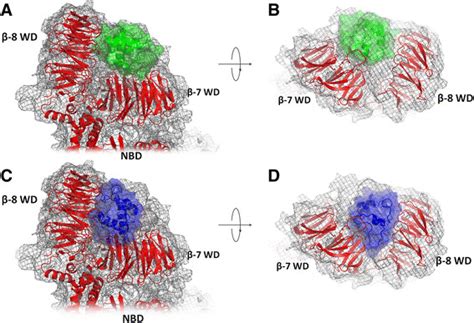 Structural Models Of The Apaf 1cytochrome C Complexes A B The Download Scientific Diagram