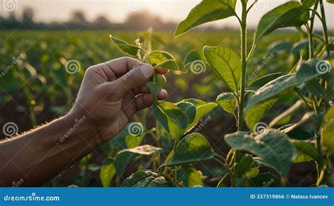 Soybean Growth Is Gradual Phases Of Development Of Leguminous Plants