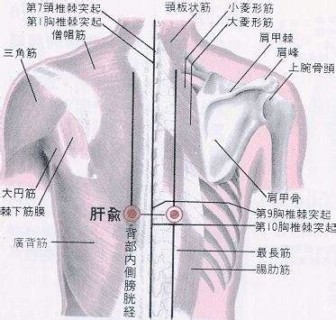肝俞穴 经络穴位 气功人网