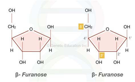 Unraveling The Mystery Of Dna Definition Structure Function And Types