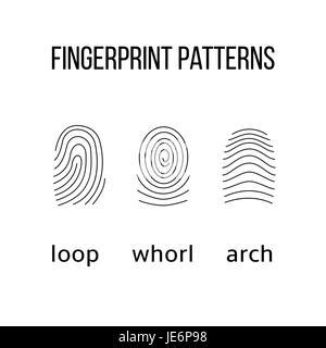 Three Fingerprint Types On White Background Loop Whorl Arch Patterns