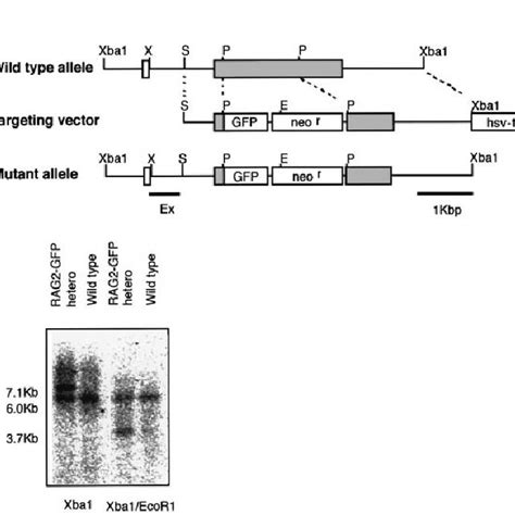 Rag1 Rag2 Pt A And Cd3 E Mrna Expression In Thy 12 Download