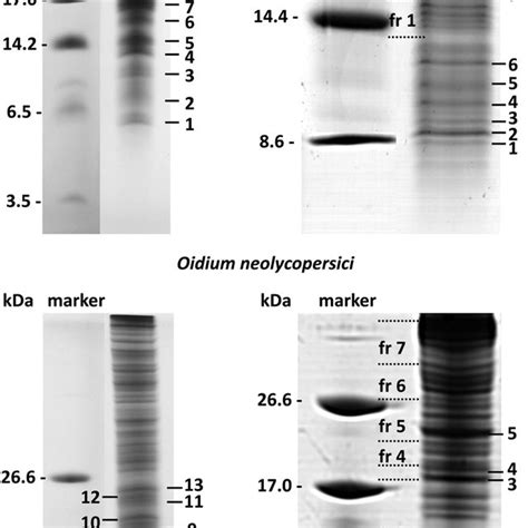 Sds Page Gels Laemmli Buffer System With Separated Peptide Protein Download Scientific