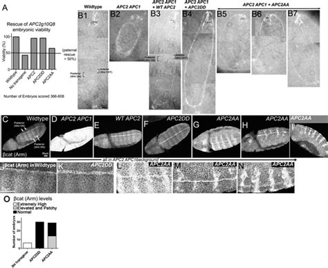 Figures And Data In A Novel Gsk3 Regulated Apc Axin Interaction Regulates Wnt Signaling By