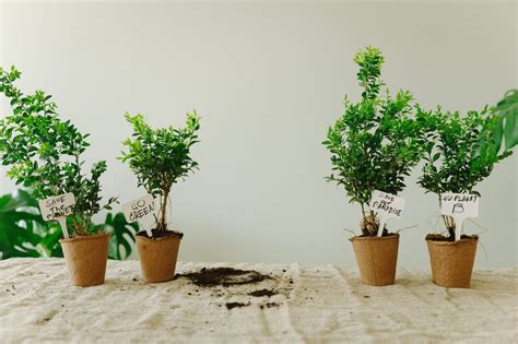Male Or Female Identifying The Gender Of Your Bonsai Tree Bonsai Tree Gardener