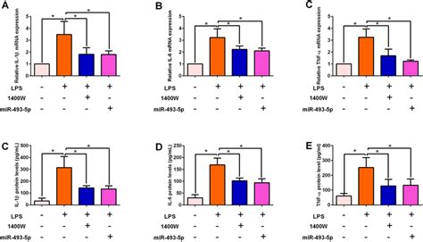 Inhibition Of NOS2 And MiR 493 5p Overexpression Attenuated LPS Induced
