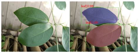 Leaf Segmentation And Classification With A Complicated Background Using Deep Learning