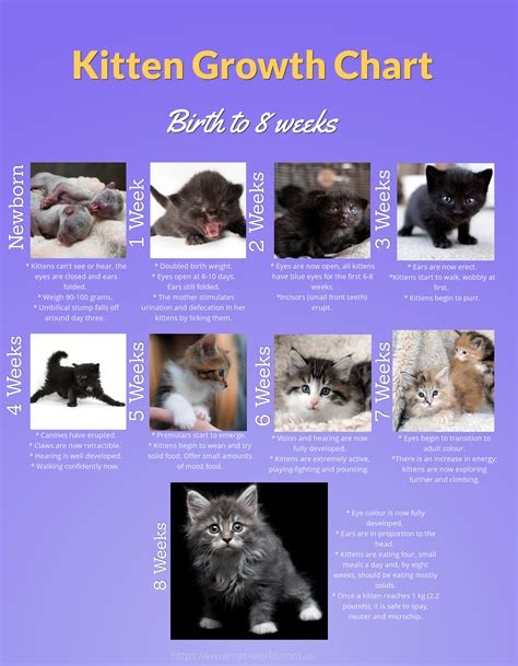 Kitten Care Week By Week Weeks 1 To 8 Our Vet Explains Cat World