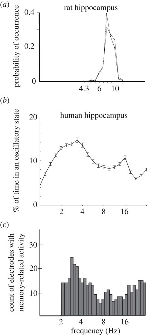 Hippocampal Theta Oscillations Are Slower In Humans Than In Rodents