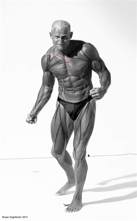 Ecorche Drawings Behance