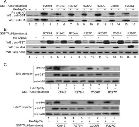 Differential Effects Of P63 Mutants On Transactivation Of P53 Andor