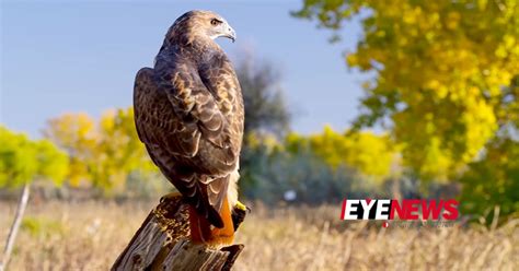 ঈগল পাখির ছবি