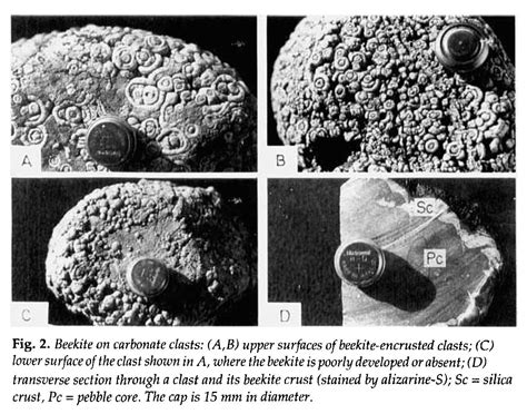 Interesting Shell Fossil Any Ideas Fossil ID The Fossil Forum
