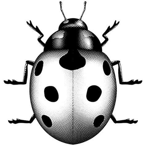 Premium Vector Scratchboard Engraved Ladybug