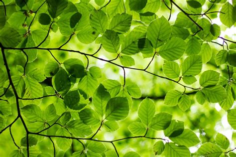 Leaf Anatomy 101 Everything You Need To Know Everything Arboriculture