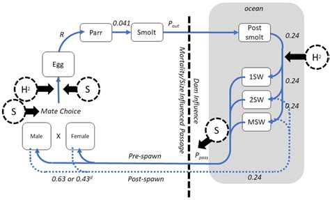 1 Schematic Representation Of The Ibm Model Schematic Representation