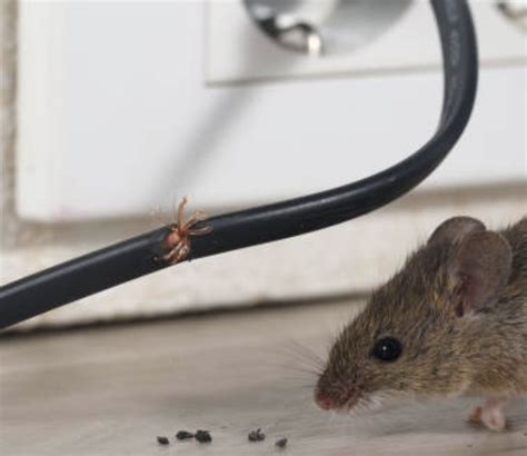 Mice Extermination Rat Extermination Becky S Pest Solutions