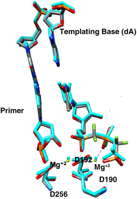 Superposition Of The Active Site Of The Ternary Complex Of Dna Pol β Download Scientific