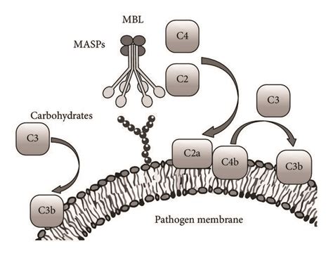 A Model Illustrates The Activation Of The Lectin Pathway By Infective