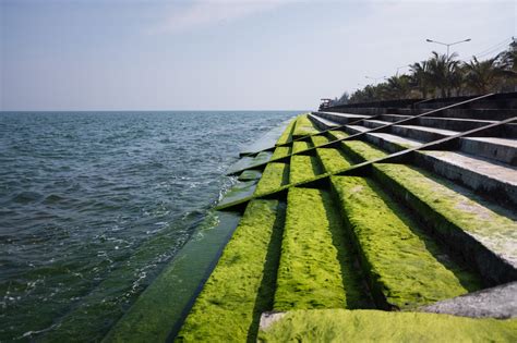 Professional Algae Mildew Removal Renovation Services