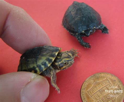반수생 거북이 수명 종류 먹이 커먼머스크터틀 키우기 네이버 블로그