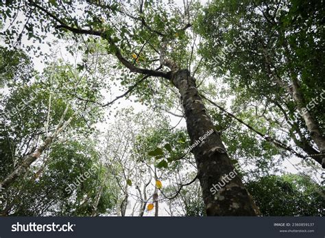 Tropical Moist Deciduous Forests Over 62 Royalty Free Licensable Stock