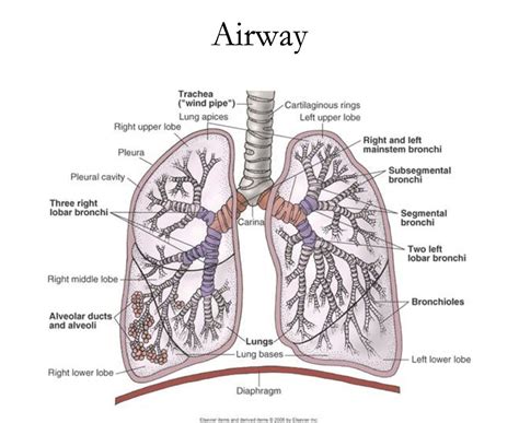 Upper Respiratory Tract Anatomy Functions Diagram