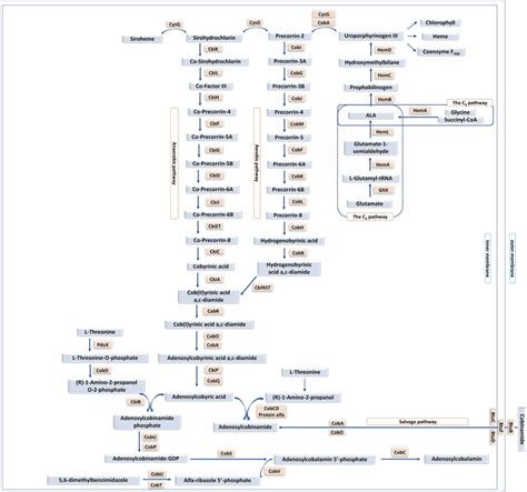 Synthesis Of Vitamin B12 In Bacteria Figure Adapted With Permission