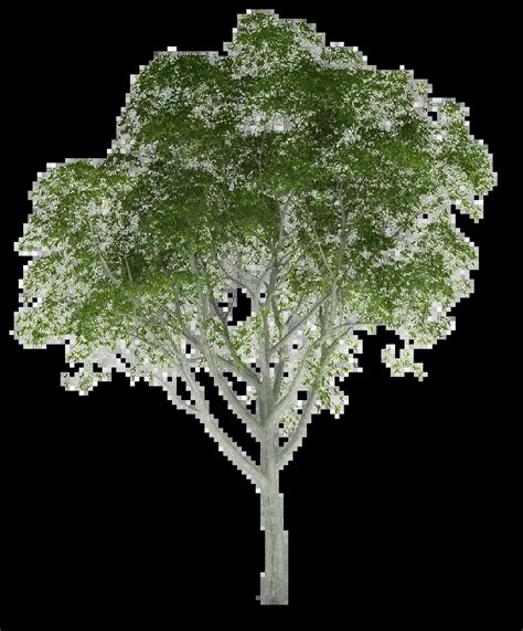 دانلود رایگان 40 عکس Png درخت با کیفیت بالا مخصوص فتوشاپ