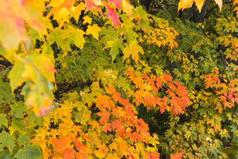 How To Grow And Care For Red Maple Trees