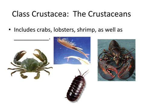 Crustaceans List