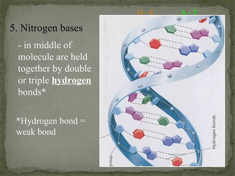 Dna Structure Notes Ppt Dna Structure Notes Ppt