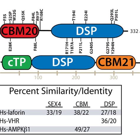 Laforin And Sex4 Domain Structure And Similarity Of Sex4 With Other Cbm