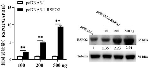 Application Of Rspo2 Gene To Porcine Ovarian Granulosa Cells Eureka Patsnap