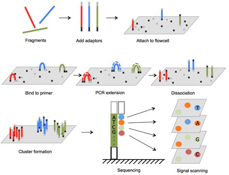 The Beginners Guide To Bulk Rna Seq Analysis Silicogene