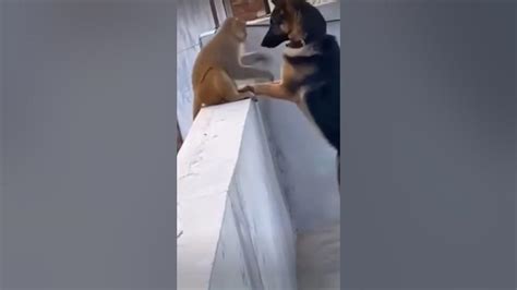 ស្វា🐒រត់ទៅឱបឆ្កែ🐕ព្រោះនឹកពេក ក្តីស្រលាញ់💖របស់សត្វ😂 Videoshort Youtube