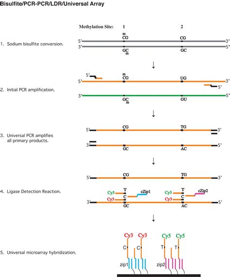 Multiplexed Profiling Of Candidate Genes For Cpg Island Methylation Status Using A Flexible Pcr
