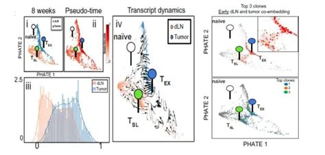 单细胞空间数据分析之vdj与肿瘤 知乎