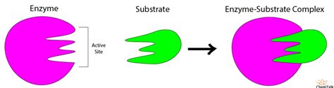 Enzyme Substrate Complex Example