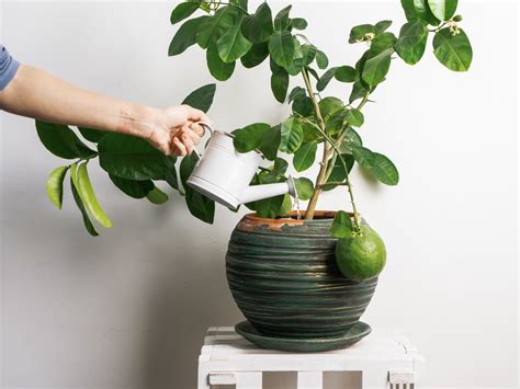 Growing Lime Trees In Pots On Sale