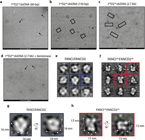 Monoubiquitination By The Human Fanconi Anemia Core Complex Clamps Fanci Fancd2 On Dna In