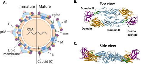 Structure Of The Dengue Virus Envelope Protein A Schematic Download Scientific Diagram