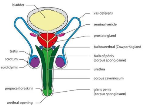 Give Reasons Why Testes Descend Into The Scrotum Before Birth
