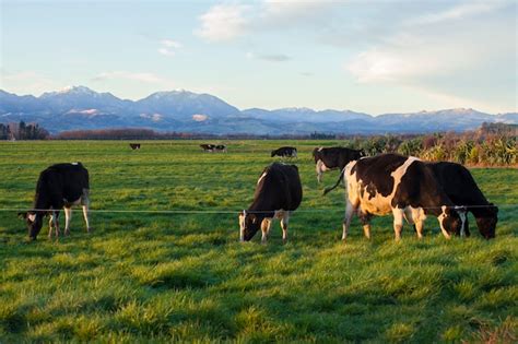 Premium Photo Cows Eating Grass In The Field