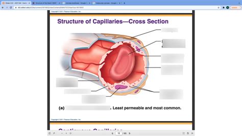 Capillaries Continuous Diagram Quizlet