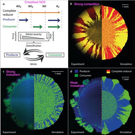 Spatial Organization In Microbial Range Expansi